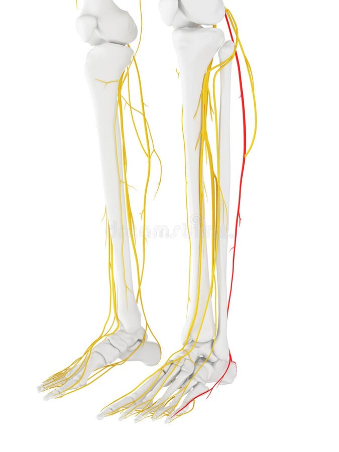 Le nerf sural illustration stock. Illustration du anatomique - 101294969