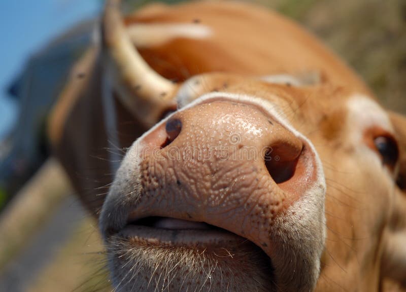 Le nez d'une vache photo stock. Image du languettes, ferme - 1289208