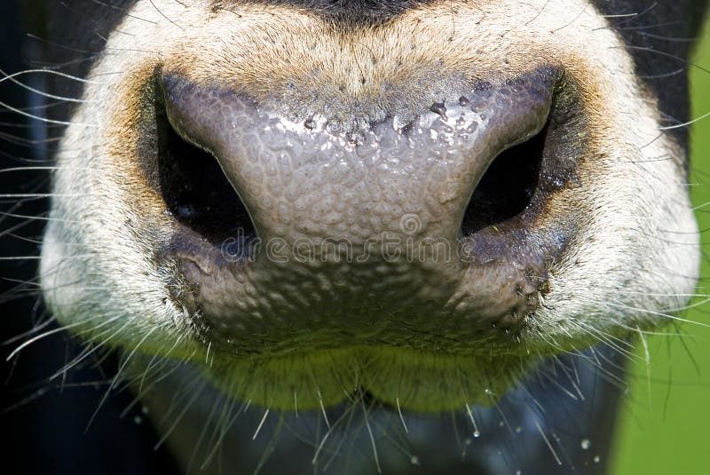 Oeil de vache image stock. Image du agriculture, penser - 5084325