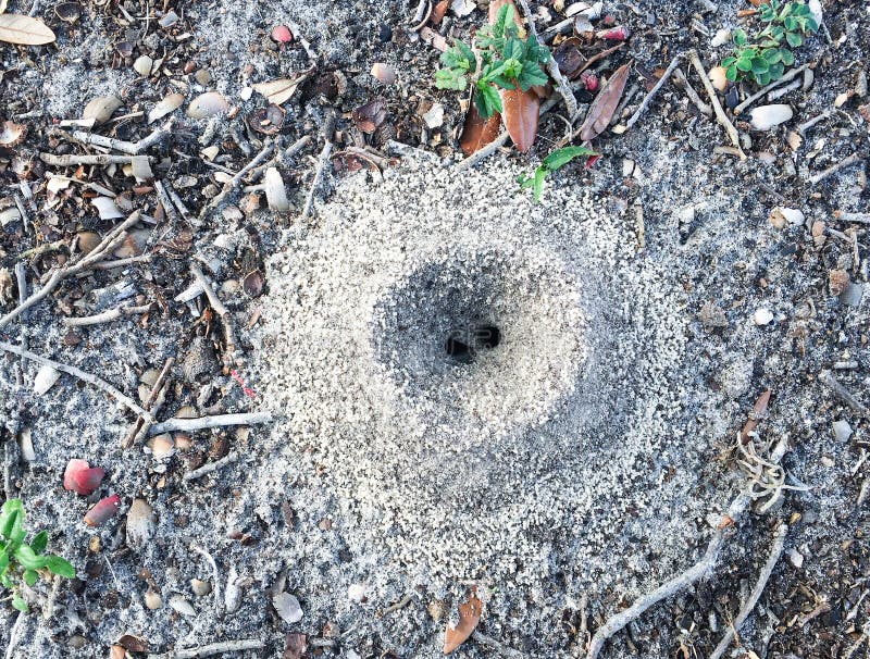 Le Nid De La Fourmi Fait Par Le Sable Photo stock - Image du fourmi ...