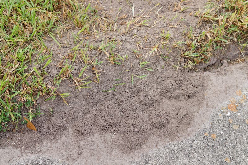 Le Nid De La Fourmi Fait Par Le Sable Photo stock - Image du fourmi ...