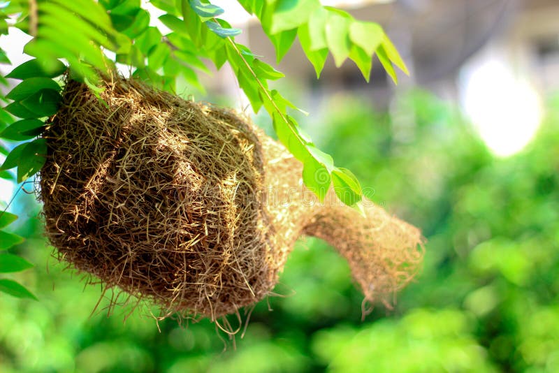 Nid d'oiseau dans l'arbre image stock. Image du emboîtement - 43519417