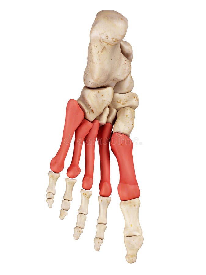 Le ossa del metatarseo illustrazione di stock. Illustrazione di ...