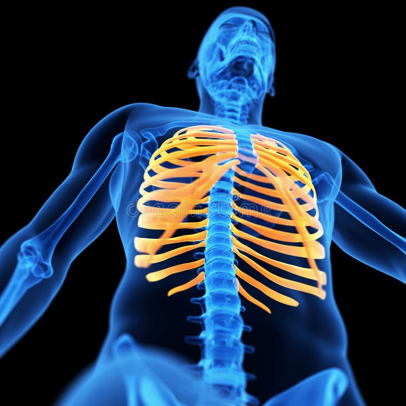 Le ossa del torace illustrazione di stock. Illustrazione di medico ...
