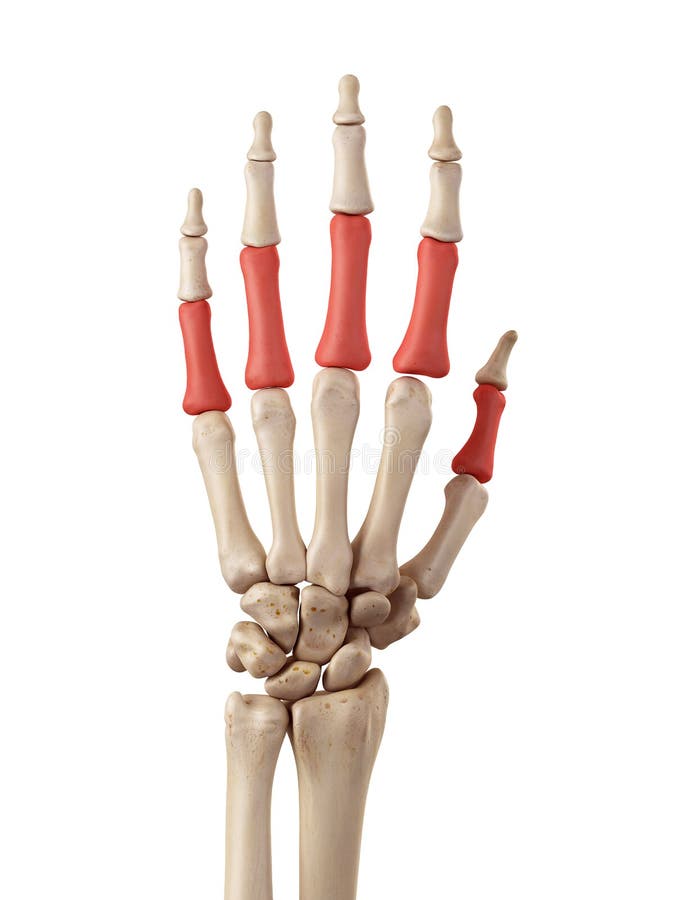 Le Ossa Prossimali Della Falange Illustrazione di Stock - Illustrazione ...
