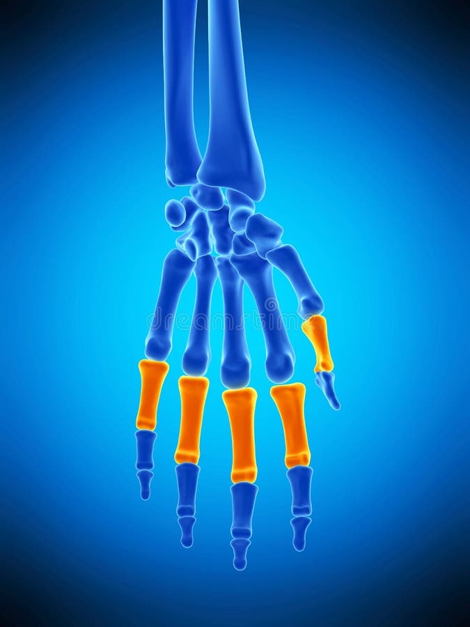 Le Ossa Delle Falangi Del Mezzo Illustrazione di Stock - Illustrazione ...