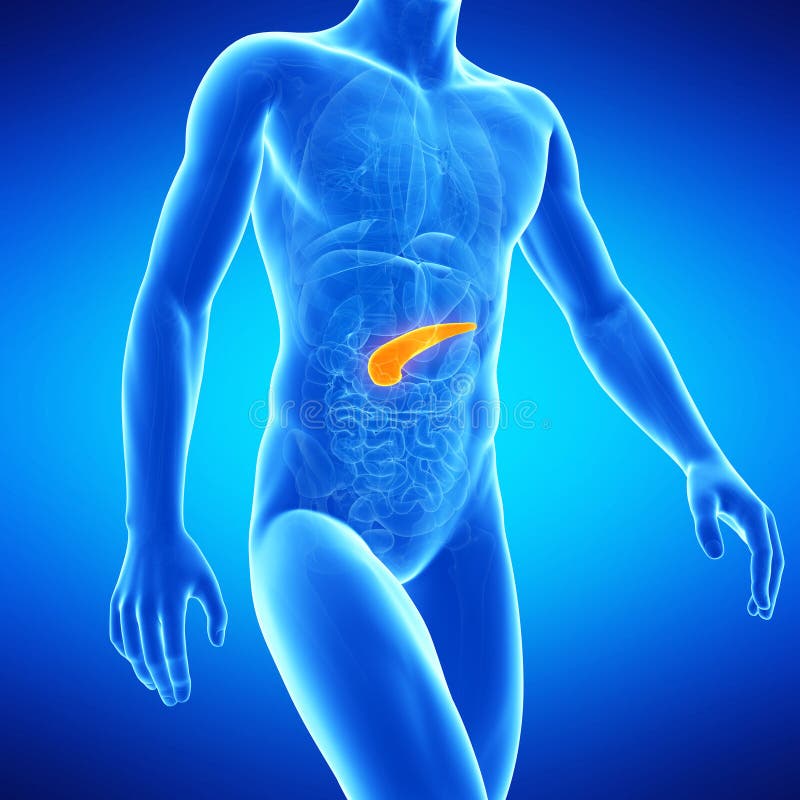 Lista 96+ Foto Ubicacion Del Pancreas En El Cuerpo Humano Lleno