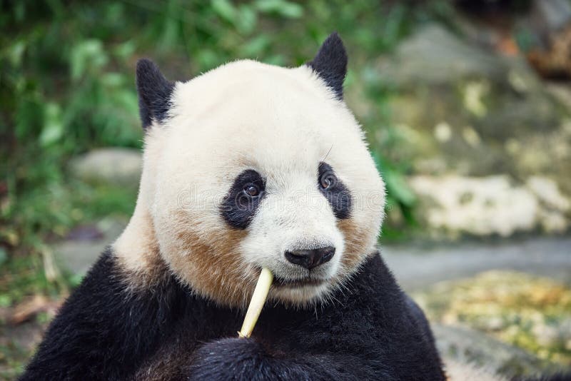 Le Panda Géant Mange Le Bambou Photo stock - Image du ours, panda ...