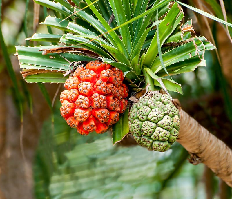 Le Pandanus photo stock. Image du sable, épine, élément - 23602836
