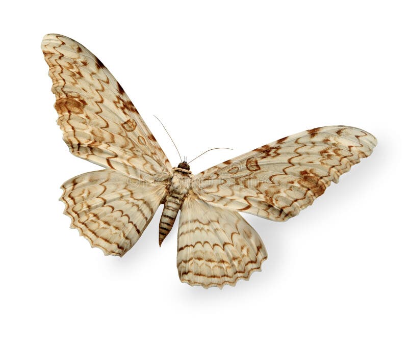Papillon Beige Et Rouge D'isolement Sur Le Blanc Image stock - Image du ...