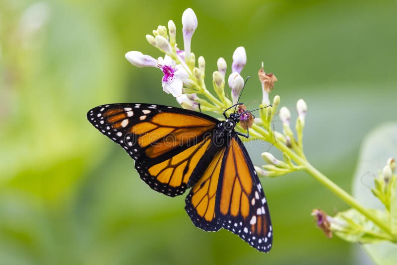 Le Papillon Monarque Ou Simplement Monarque Image stock - Image du vert ...
