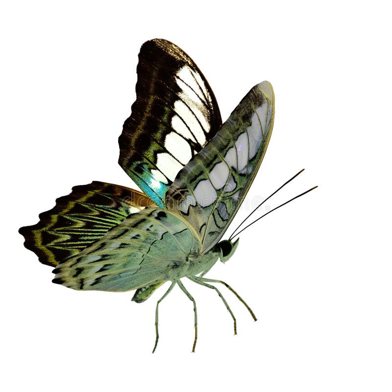 Tondeuse De Papillon (apicalis De Parthenos Sylvia) Image stock - Image ... Tondeuse De Papillon (apicalis De Parthenos Sylvia) Image stock - Image ...