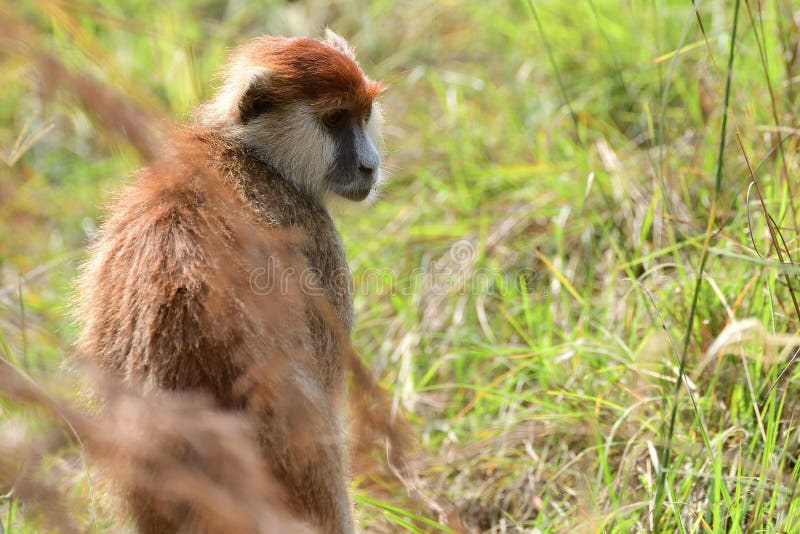 Le Parc National De Murchison Falls Ouganda Singe De Patas Image stock ...