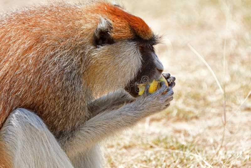 Le Parc National De Murchison Falls Ouganda Singe De Patas Photo stock ...