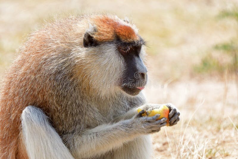 Le Parc National De Murchison Falls Ouganda Singe De Patas Photo stock ...