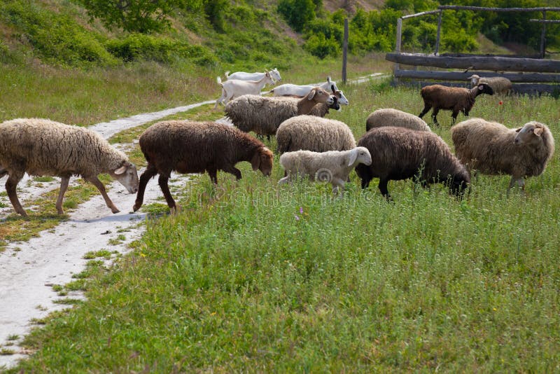 Le Pecore E Le Capre Pascono Nel Campo Sulla Strada Immagine Stock ...
