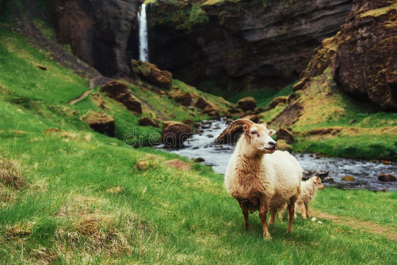 Pecore Islandesi Nel Parco Nazionale Di Jokulsargljofur in Islanda ...