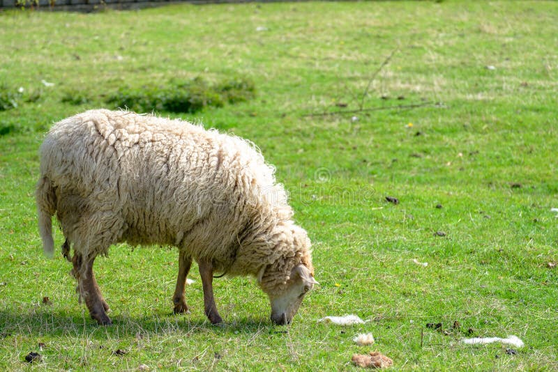 Le pecore mangiano l'erba fotografia stock. Immagine di campagna - 92745822
