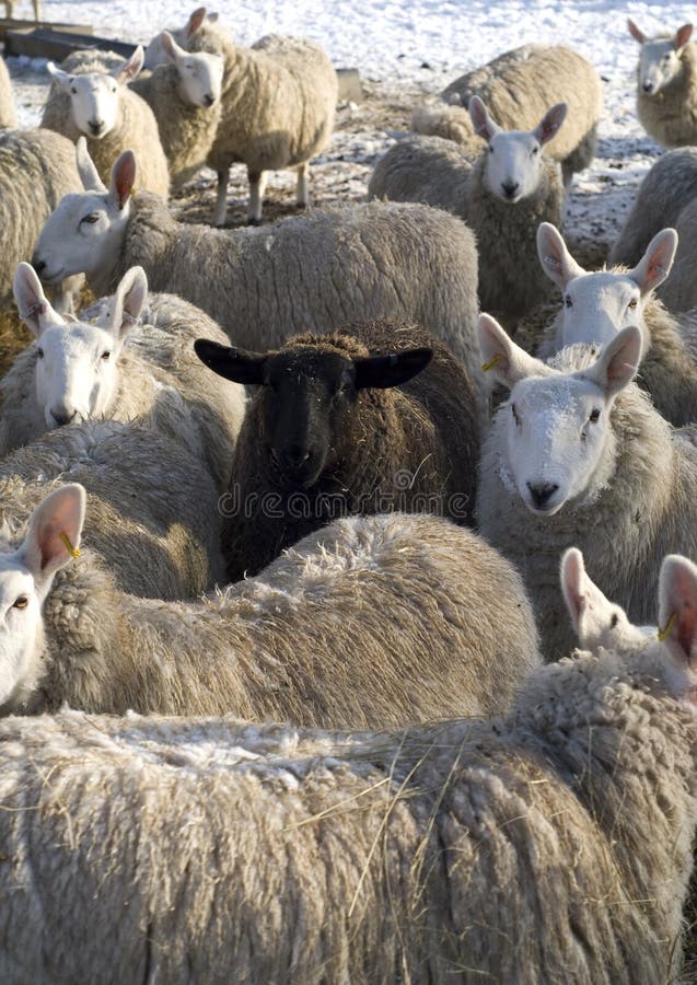 Una Grande Pecora Nera Della Ram Con I Corni Lunghi E Gli Occhi Gialli ...