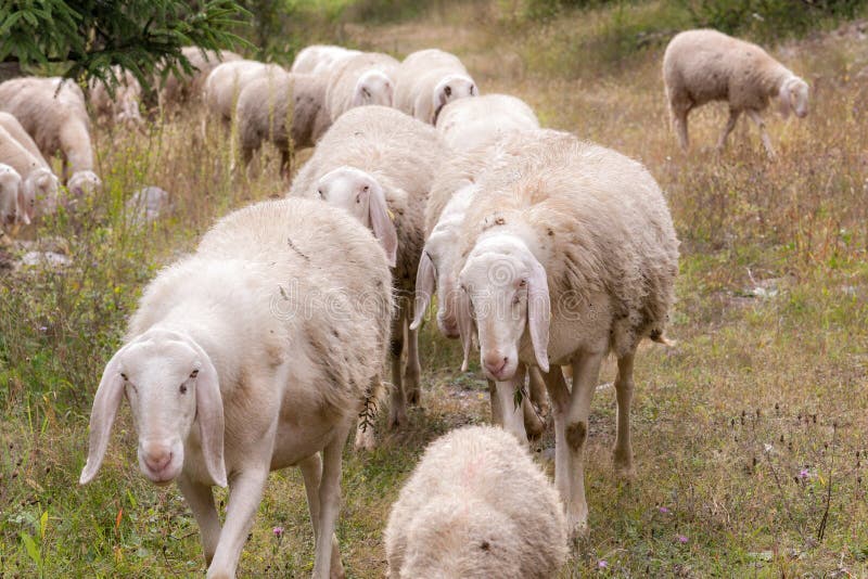 Gruppo Di Pecore E Di Renna Con Il Cappello Di Nicholas All'aperto ...
