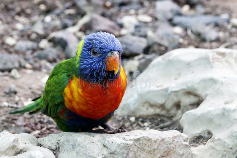 Perroquet multicolore image stock. Image du clavettes - 11663647