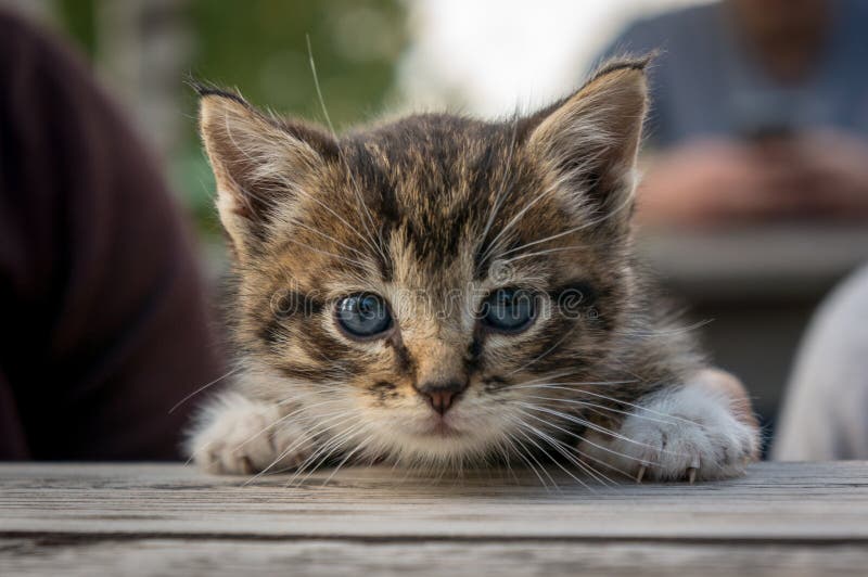 Le Petit Chaton Mignon Dort Sur La Table En Bois Image stock - Image du ...