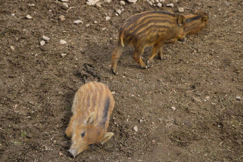 Le Petit Cochon Rouge De Sanglier Est Au Sol Image stock - Image du ...