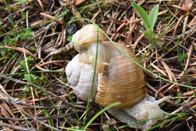 Le Petit Et Grand Escargot Dans L'herbe Photo stock - Image du yeux ...