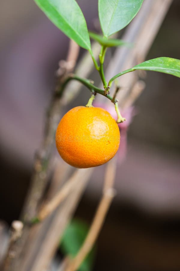 23,646 Le Petit Fruit Orange Photos libres de droits et gratuites de ...
