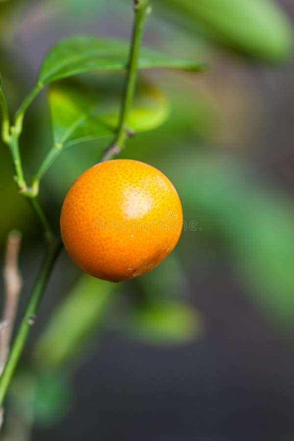 Le petit fruit orange image stock. Image du herbes, frais - 52775755