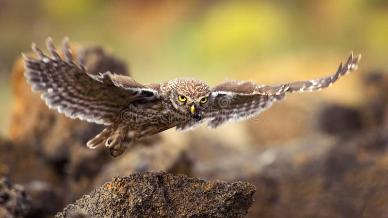 Le Petit Hibou Vole Avec La Proie Photo stock - Image du sauvage ...