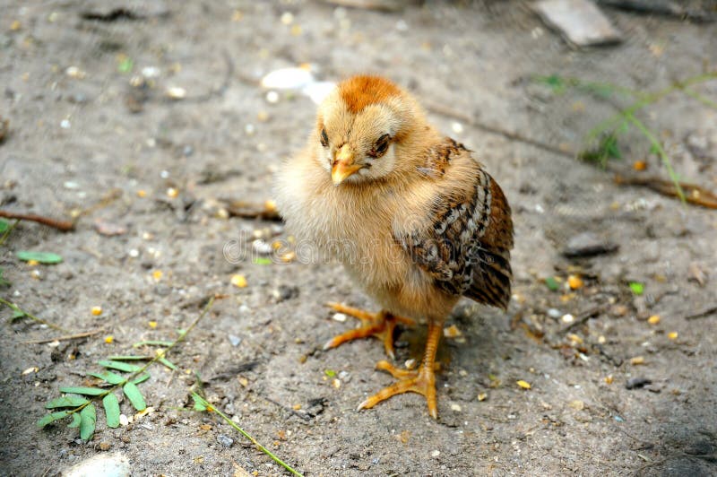 Un beau petit poussin photo stock. Image du poulet, mignon - 33322544