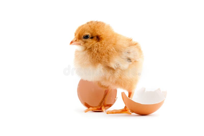 Le petit poussin jaune photo stock. Image du fermer, mignon - 39541404