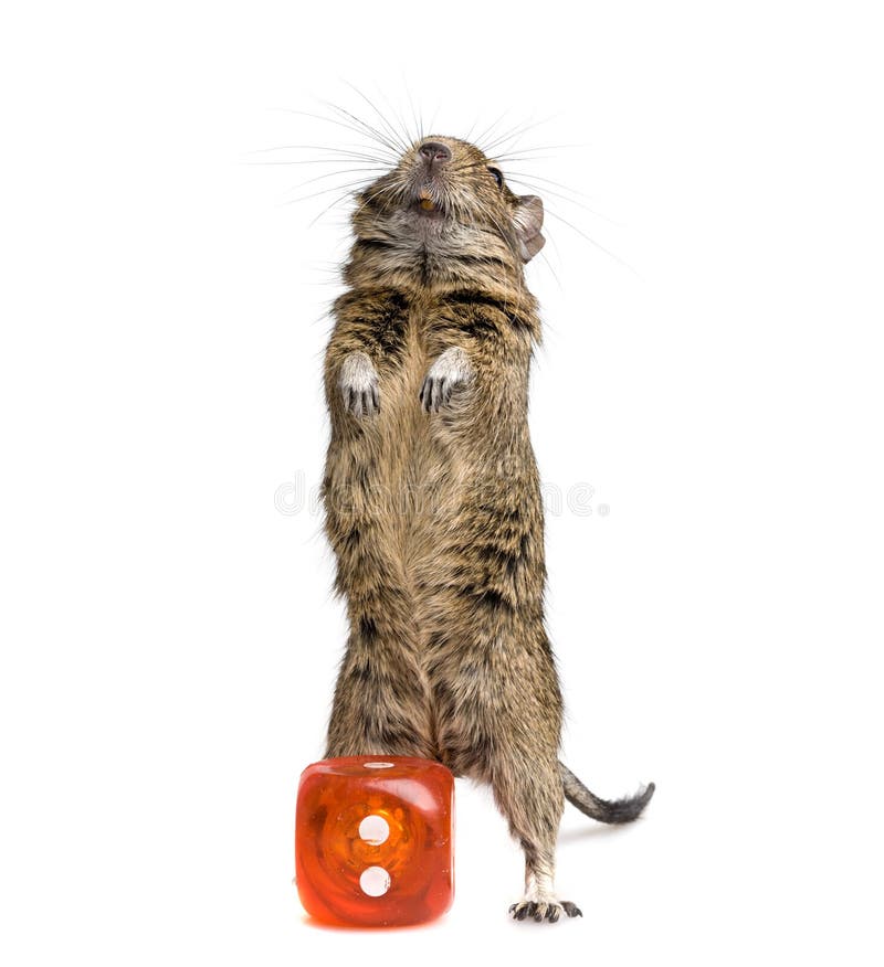 Le Petit Rongeur Avec Grand Meurent Bloc Image stock - Image of promo ...