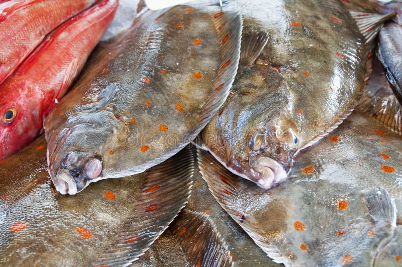 Pesce Della Passera Di Mare Fotografia Stock - Immagine di animali ...