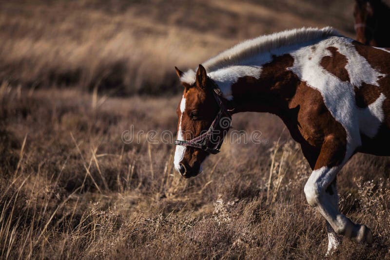 Le Pie Va Le Long De L'herbe Jaune Image stock - Image du circulation ...
