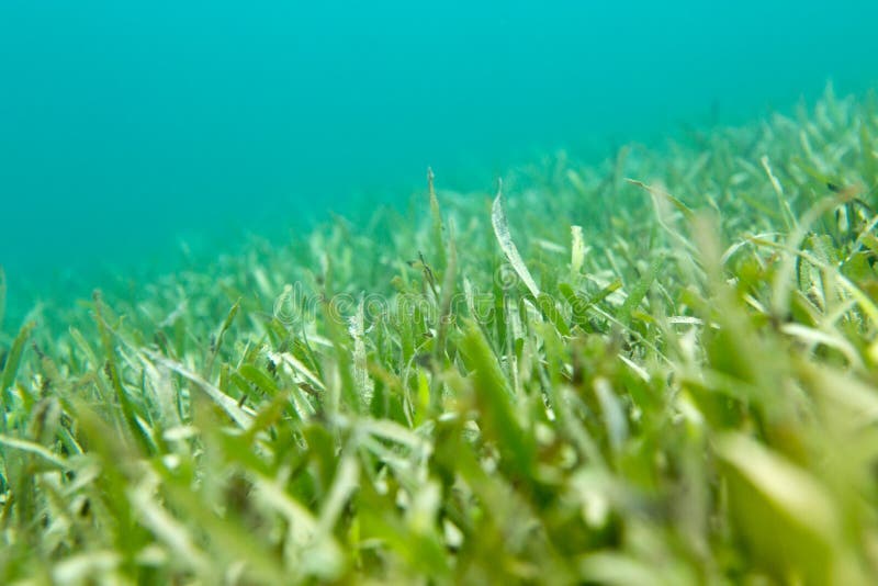 Le plancton végétal photo stock. Image du tropical, photographie - 74573348