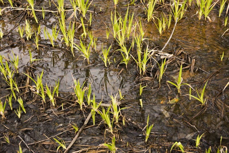 Piante di palude immagine stock. Immagine di foresta - 28471135