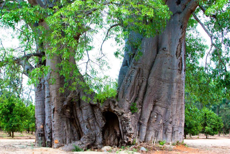Le Plus Grand Baobab En Afrique Du Sud Image stock - Image du afrique ...