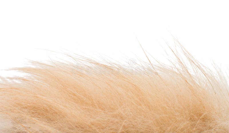 Le Poil D Animal Photos Stock - Téléchargez 193 Photos libres de droits