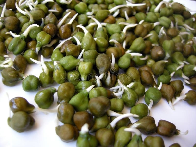 Pois Chiche De Germination Et Pois Photo stock - Image du nana ...