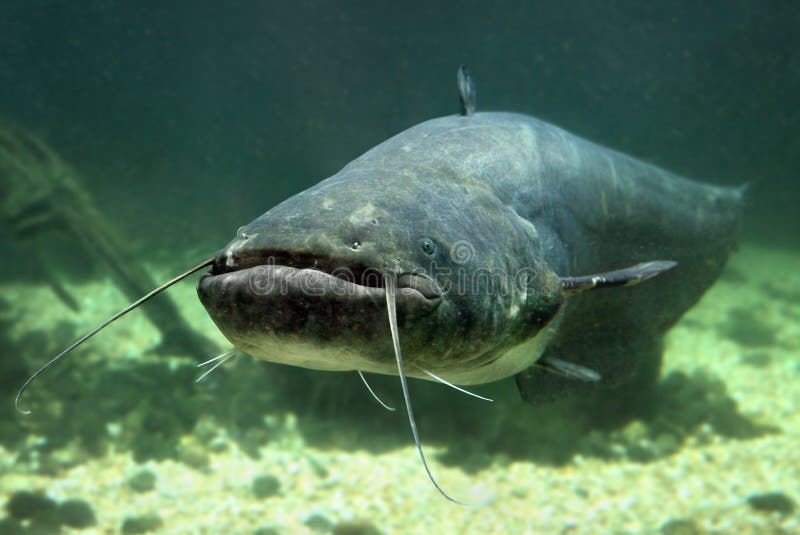 Le Poisson-chat (Silurus Glanis). Image stock - Image du vacances ...