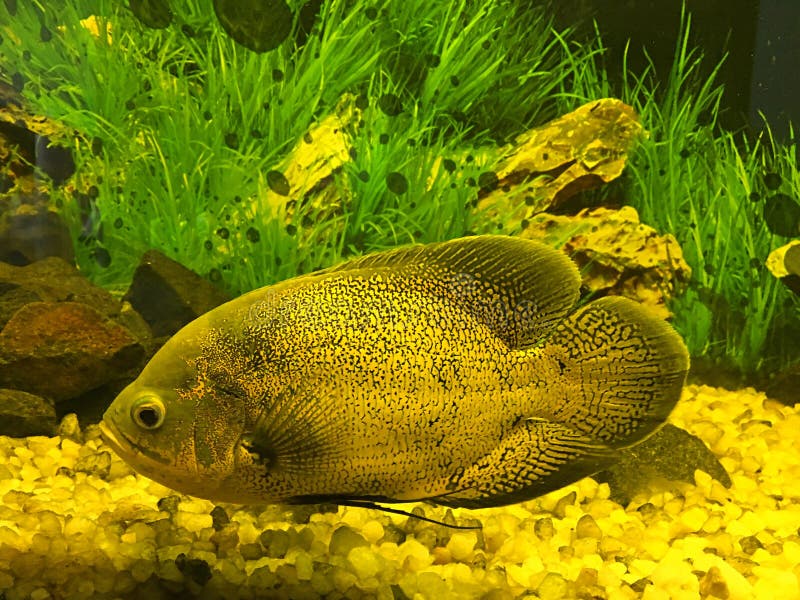 Poisson Tropical Jaune Qui Nage Dans L'aquarium Photo stock - Image du ...