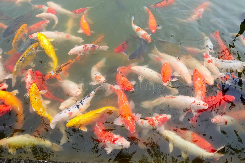 Le Poisson Rouge Dans Le Lac Photo stock - Image du maisons, bleu: 90769056