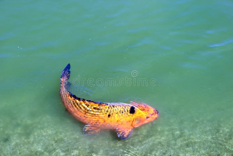 Le poisson tourne autour image stock. Image du étang - 101206533
