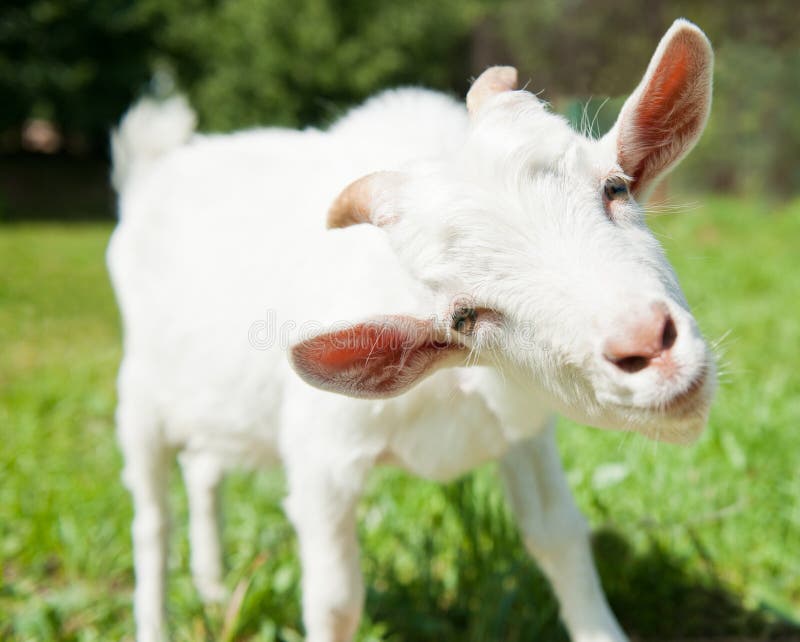 Chèvre drôle photo stock. Image du mammifère, gosse, ferme - 26690754