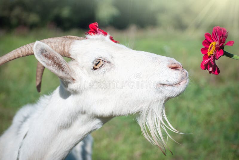 Le Portrait De La Chèvre Drôle Image stock - Image du klaxon, jour ...