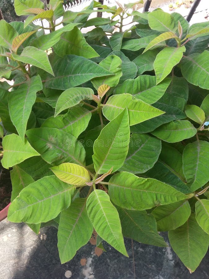 Pouce vert photo stock. Image du fleur, main, pouce, jardinage - 29512794