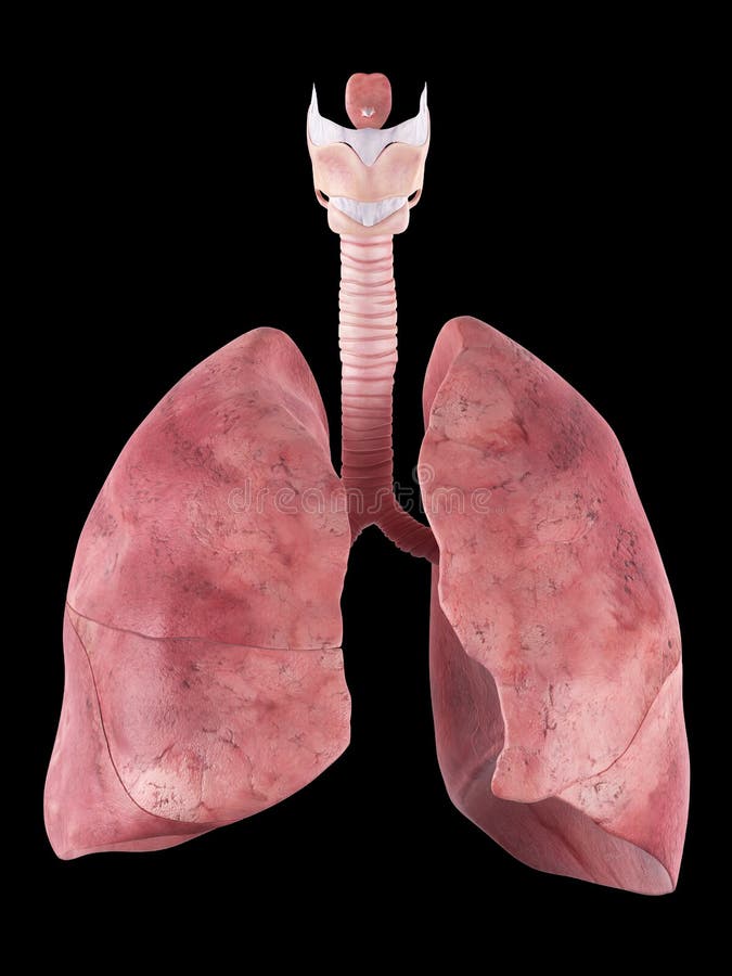 Le poumon humain illustration stock. Illustration du frontal - 57843725