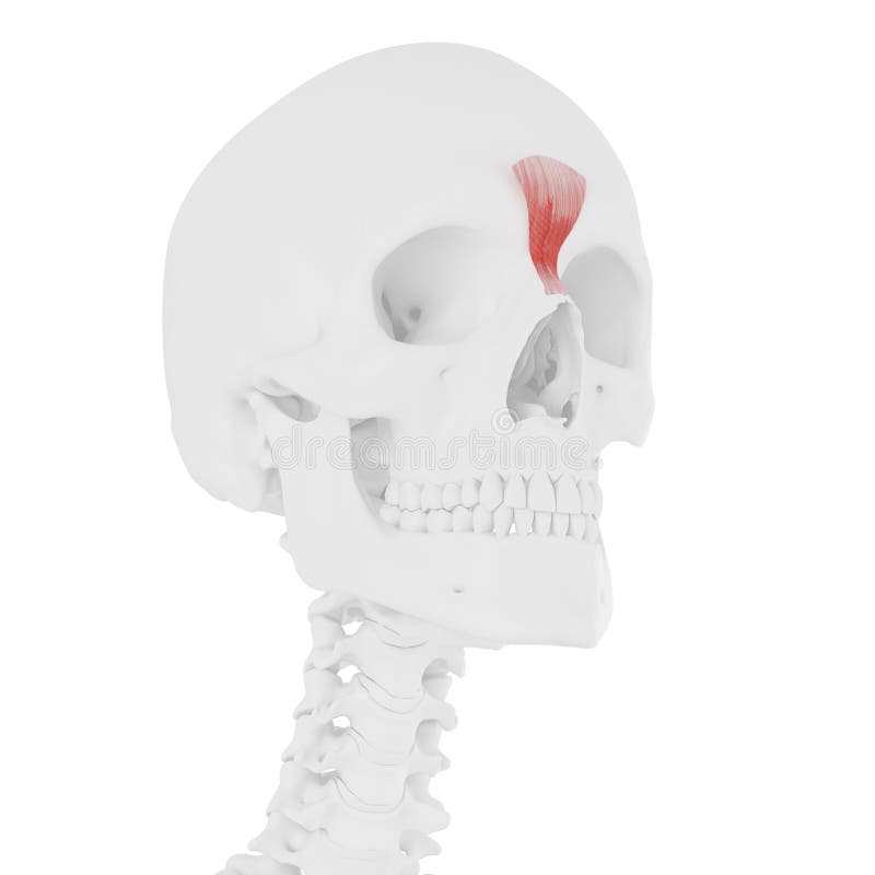 Illustration 3d Du Muscle De Procerus Illustration Stock - Illustration ...